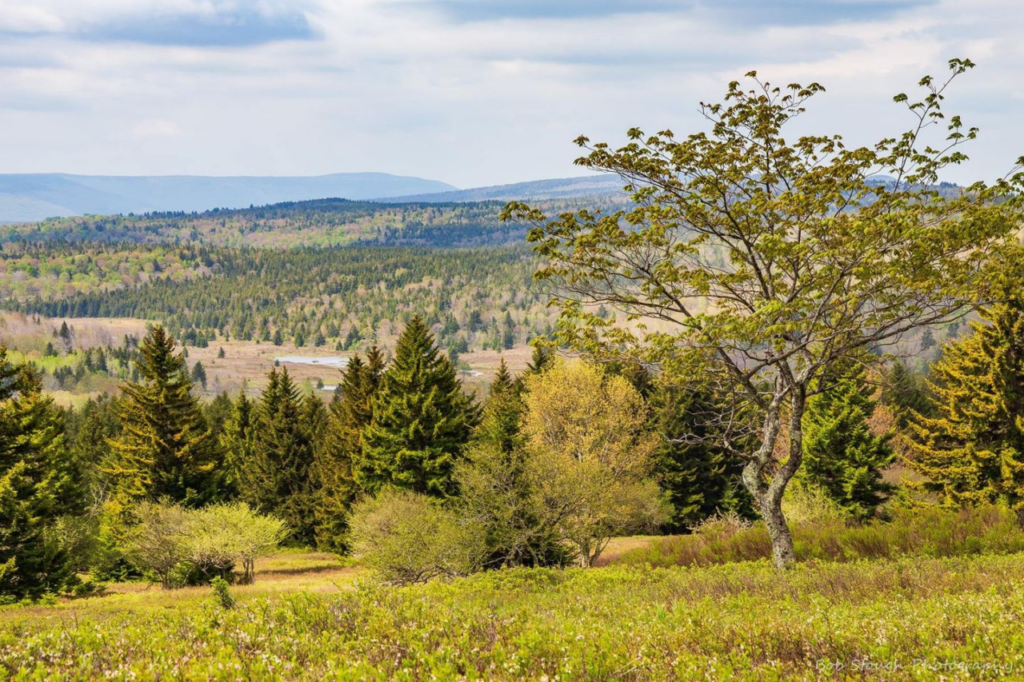 Dolly Sods Wilderness Stewards - West Virginia Highlands Conservancy
