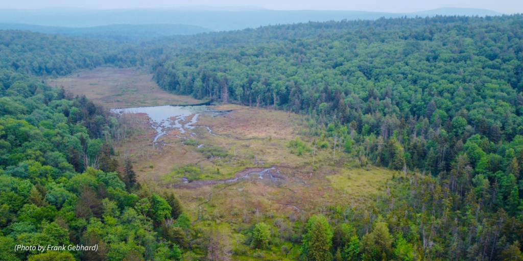 Focus on Nature: Big Run Bog, A National Natural Landmark at Risk ...