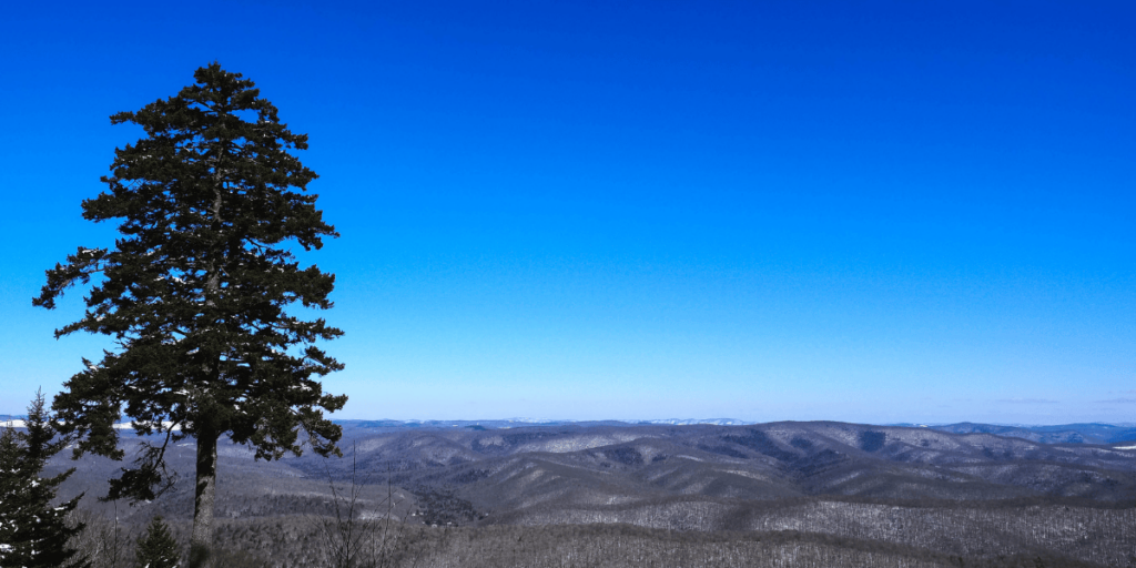 The Regional Red Spruce Restoration Project - West Virginia Highlands ...
